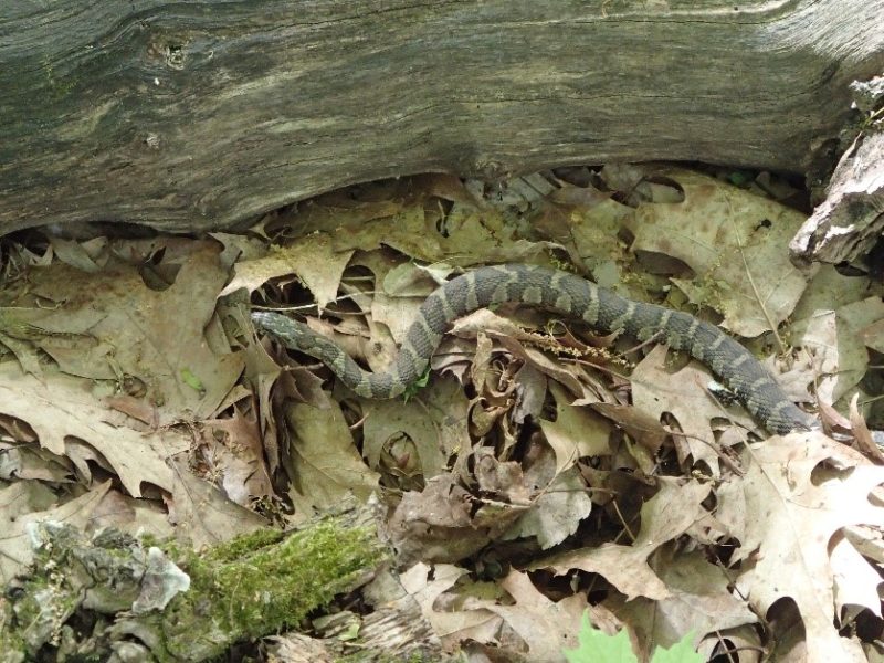 Meet the Northern Water Snake - Friends of Horicon Marsh