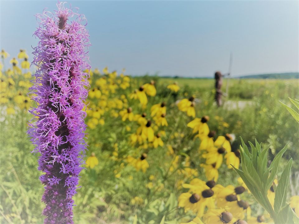 Wildflowers for Wildlife - Friends of Horicon Marsh