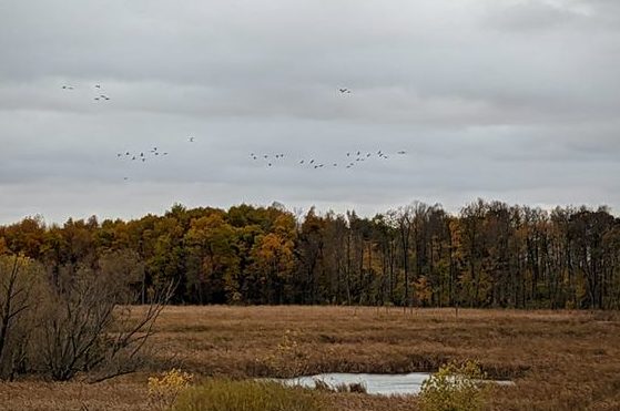 MIGRATION, OH MY! - Friends of Horicon Marsh